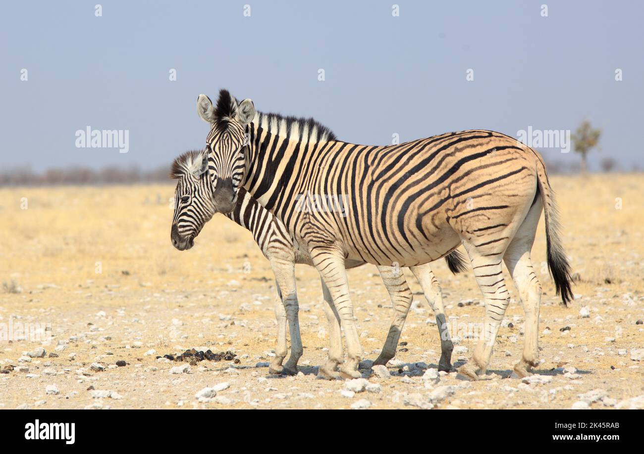 Mother and Foal Zebra standing side by side - landscape - standing on ...