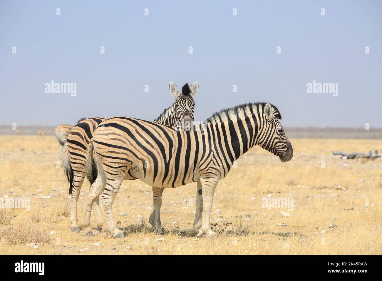 Isolated Full Frame of one zebra resting it's head on another zebra ...