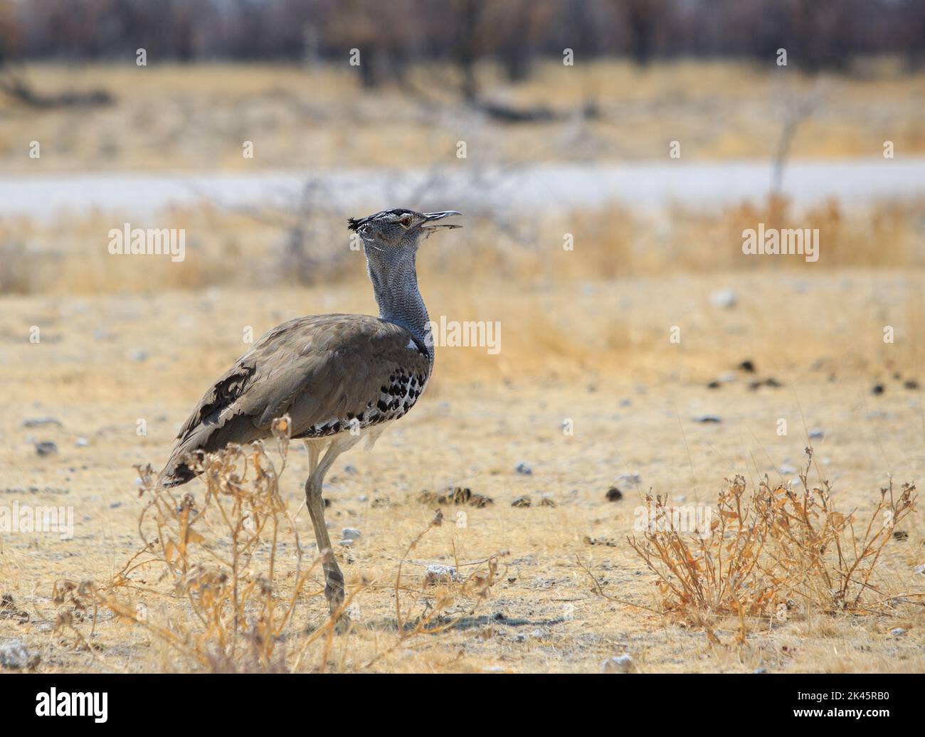 Kori Bustard (Ardeotis kori) Bird standing on the yellow dry grass in ...