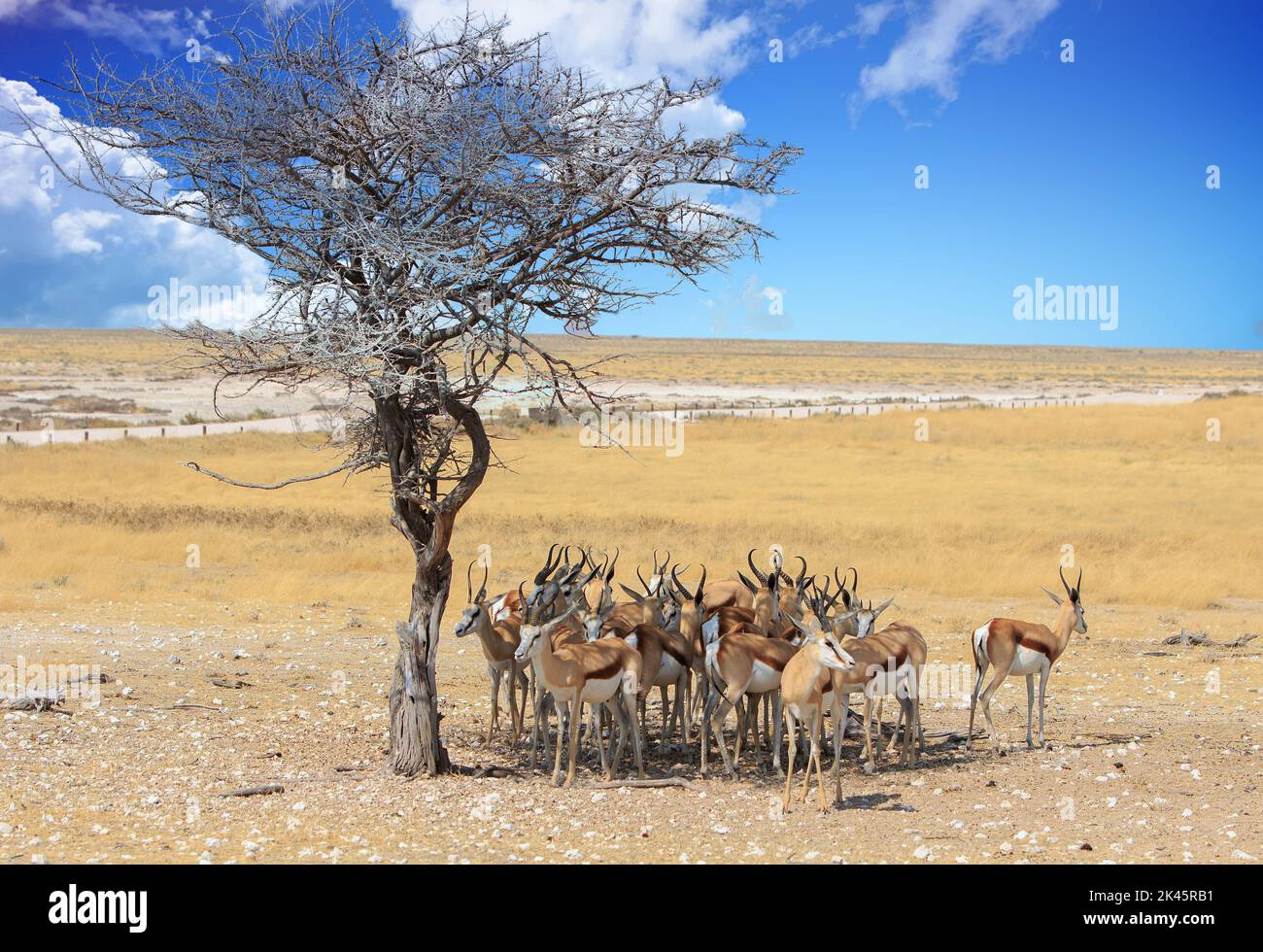 Herd of Springbok (Antidorcas marsupialis) sheltering under a tree ...