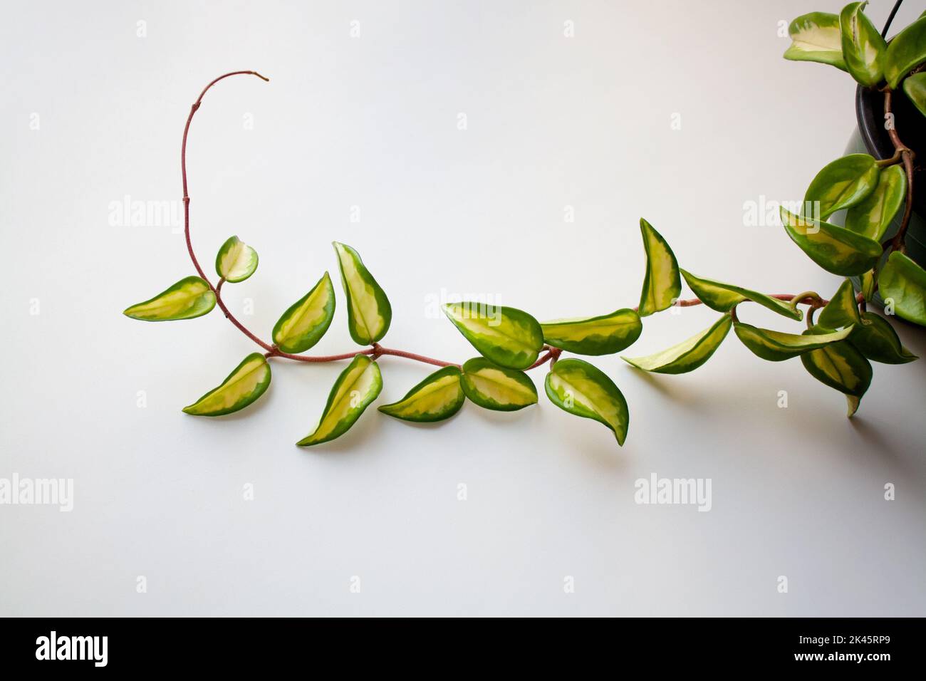 Hoya plant vine branch isolated on white background Stock Photo - Alamy