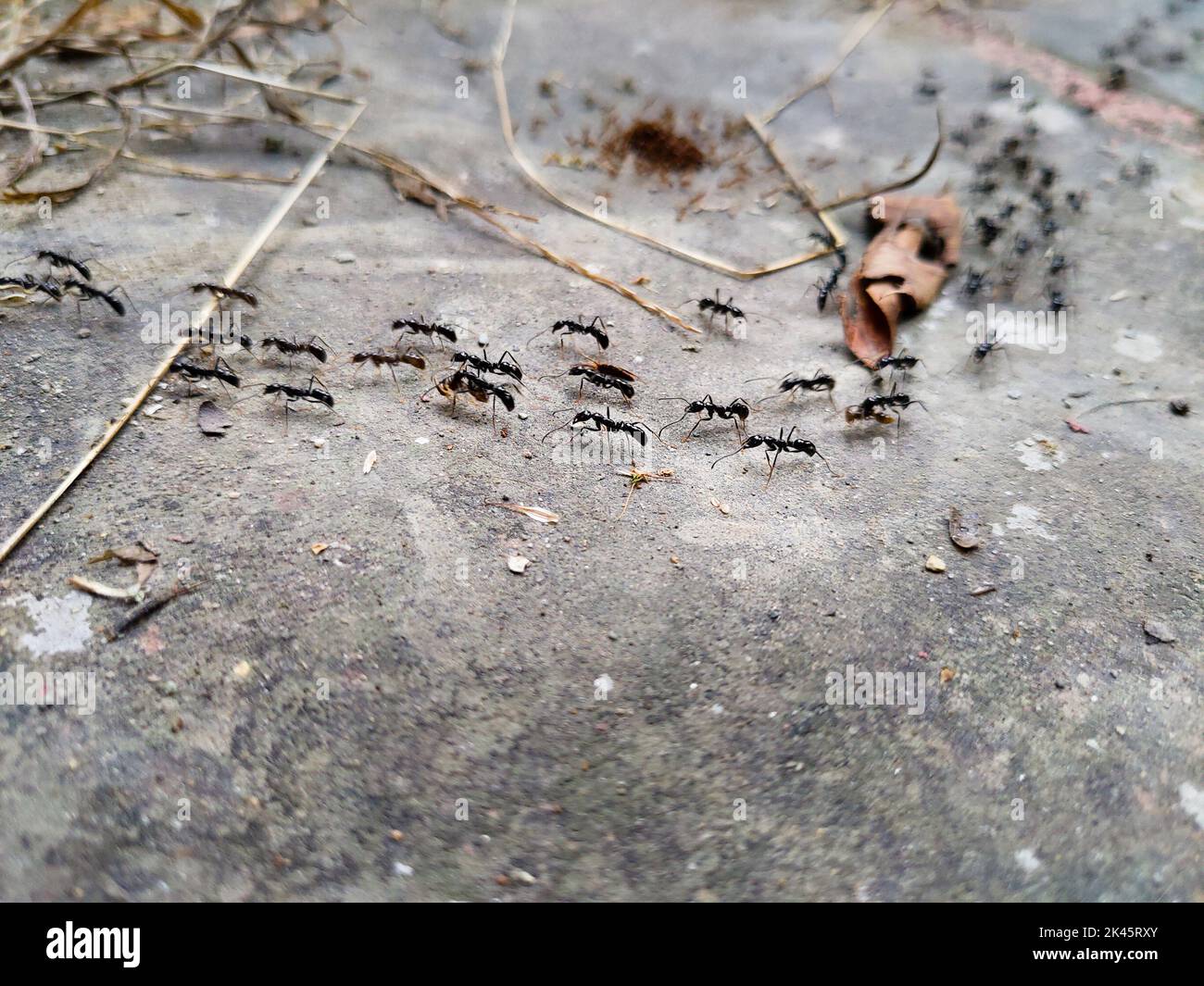 Close up shot of Black garden ant trail. uttarakhand India Stock Photo - Alamy