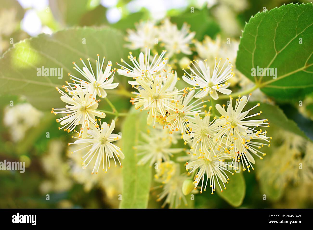 Flowers of a linden tree among green leaves on a bright spring day with ...