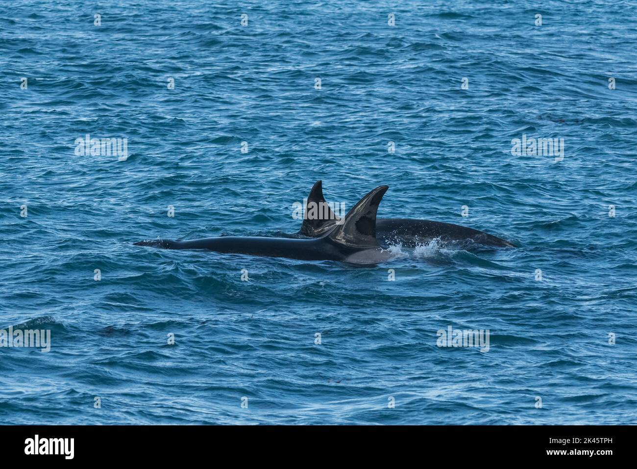 Killer whale hunting sea lions, Peninsula Valdes, Patagonia, Argentina ...