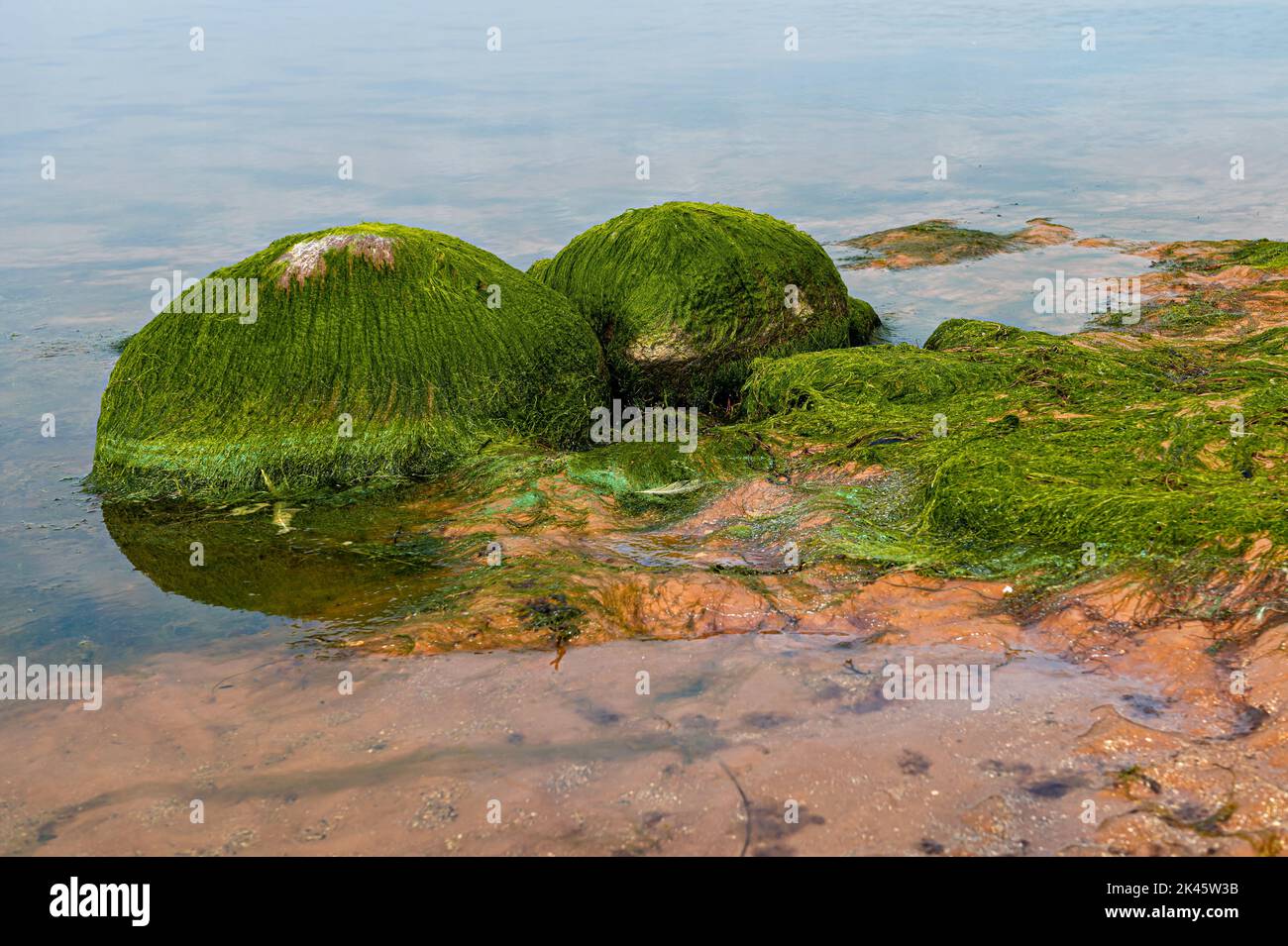 Sea green algae on stone in water. Green seagrass covered boulder on ...