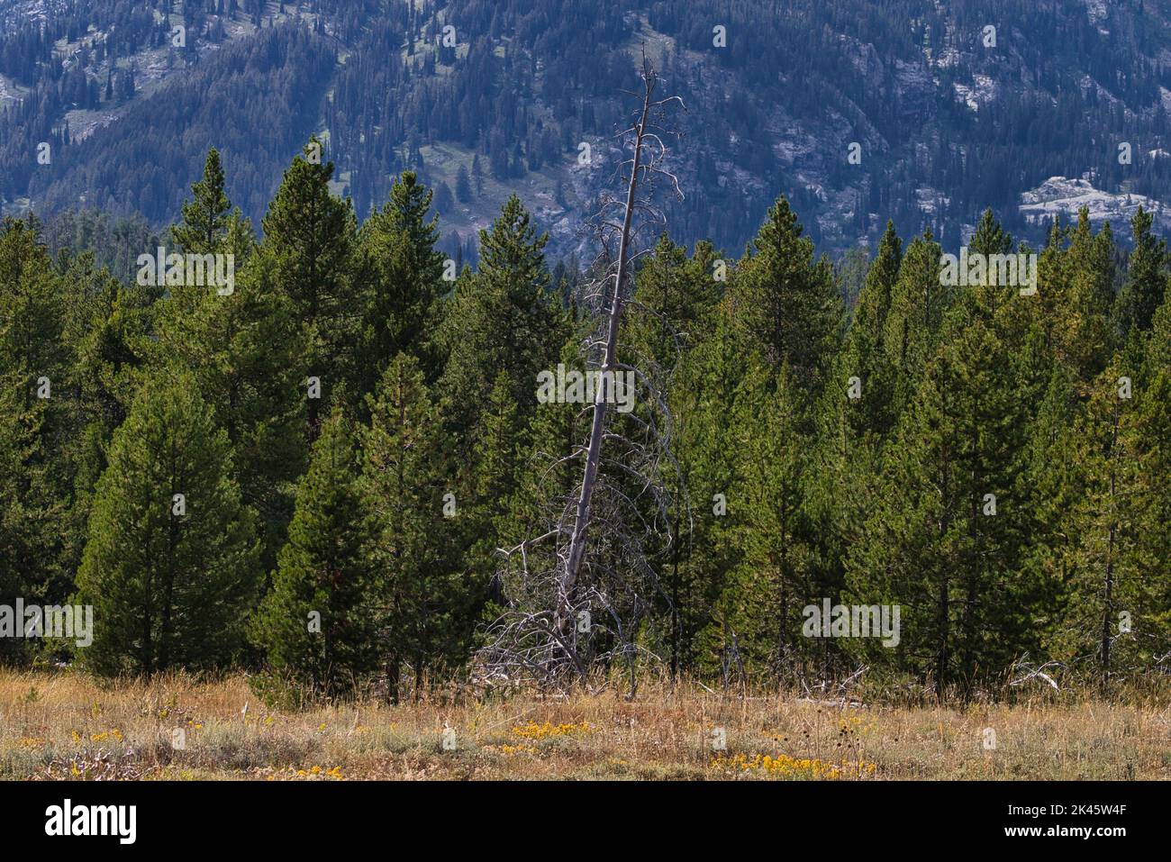A dead tree leans in front of a forest of Evergreen trees in Grand ...