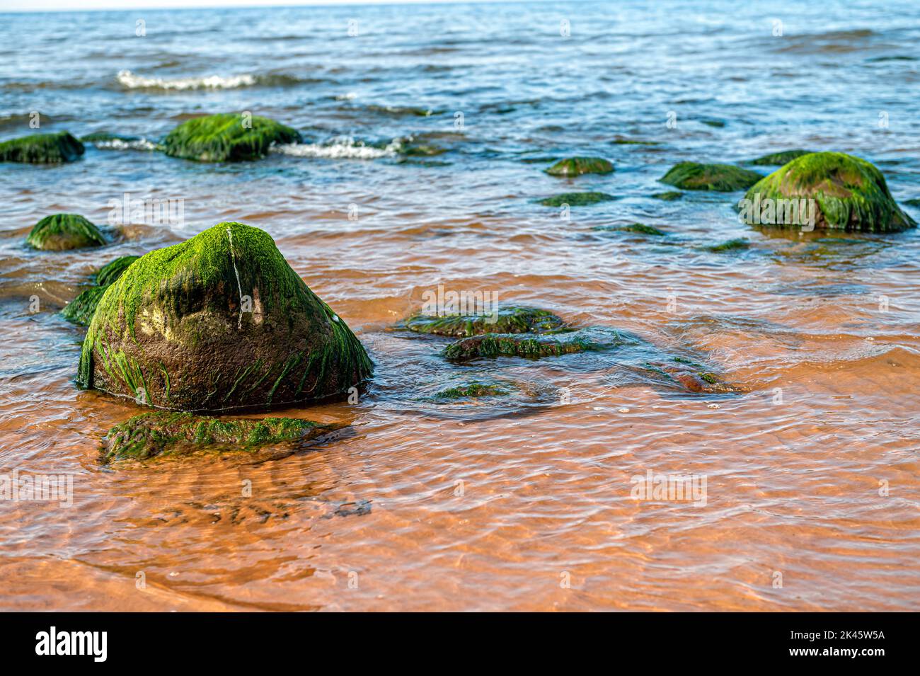 Sea green algae on stone in water. Green seagrass covered boulder on ...