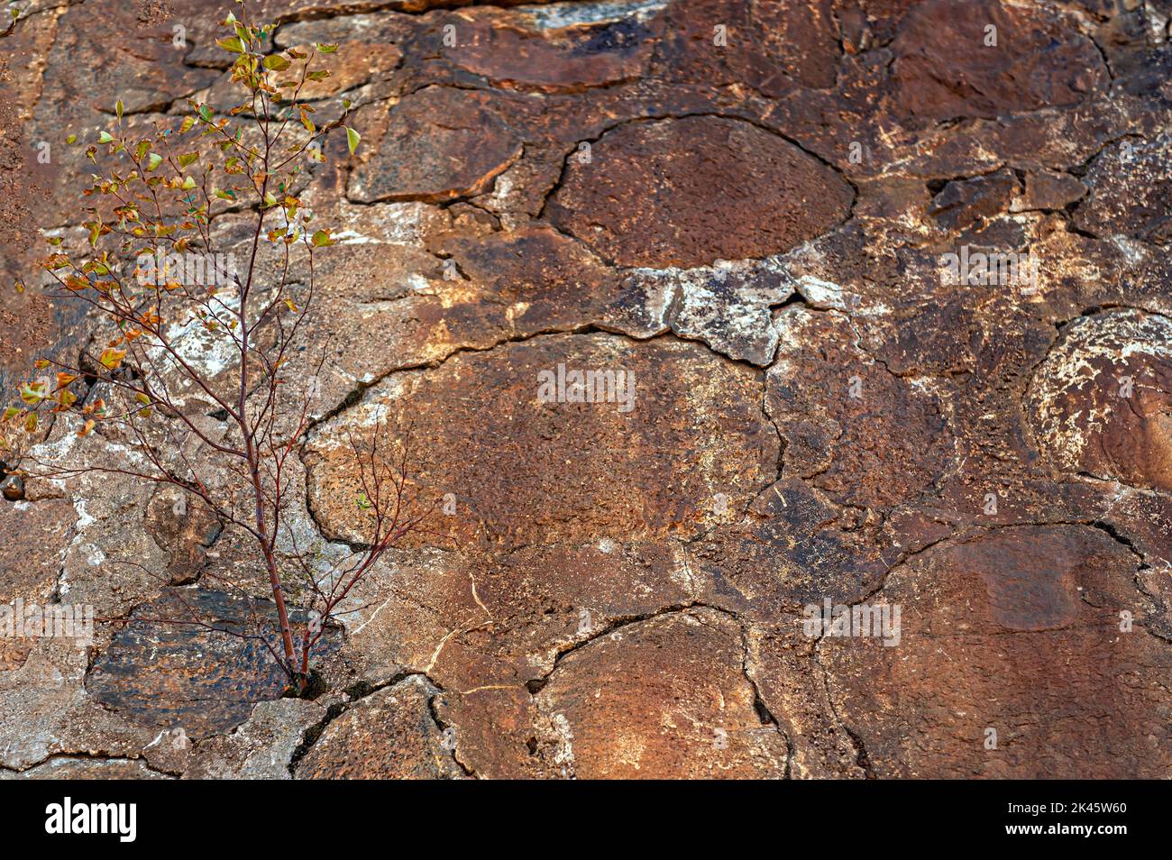 Texture of a cracked stone wall for background, closeup Stock Photo - Alamy