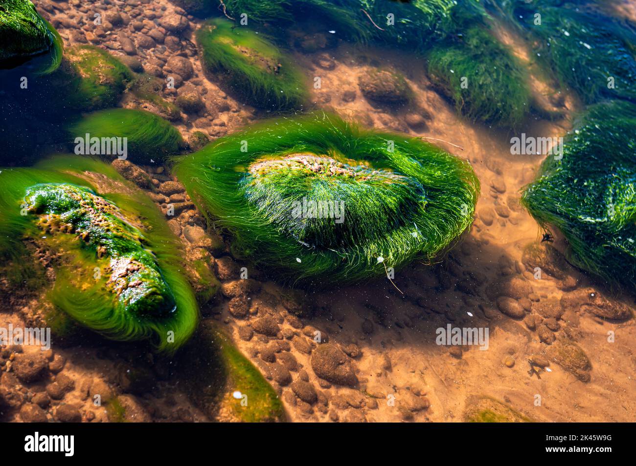 Green background of algae seaweed. The natural velvet texture of ...