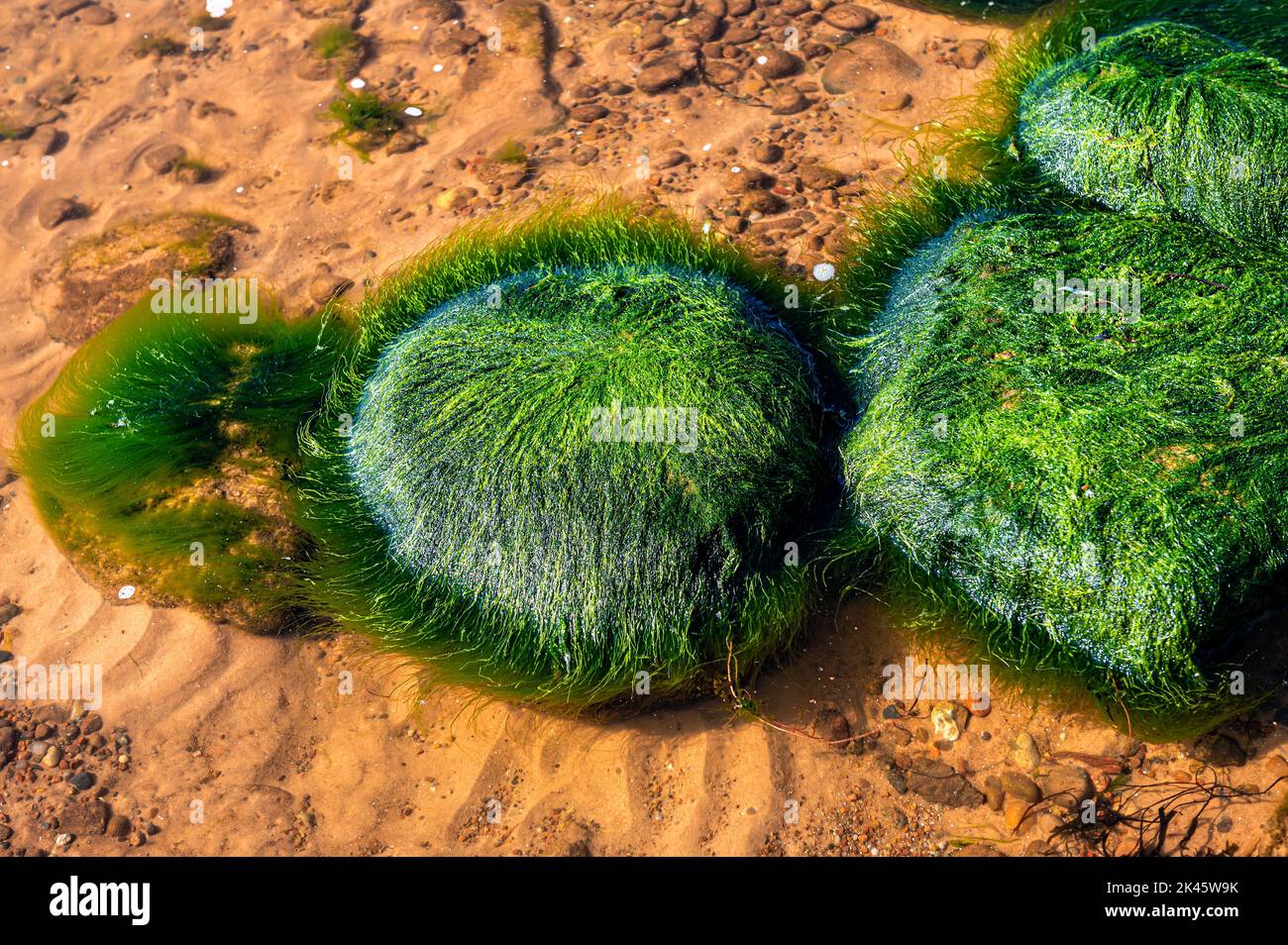 Green background of algae seaweed. The natural velvet texture of ...