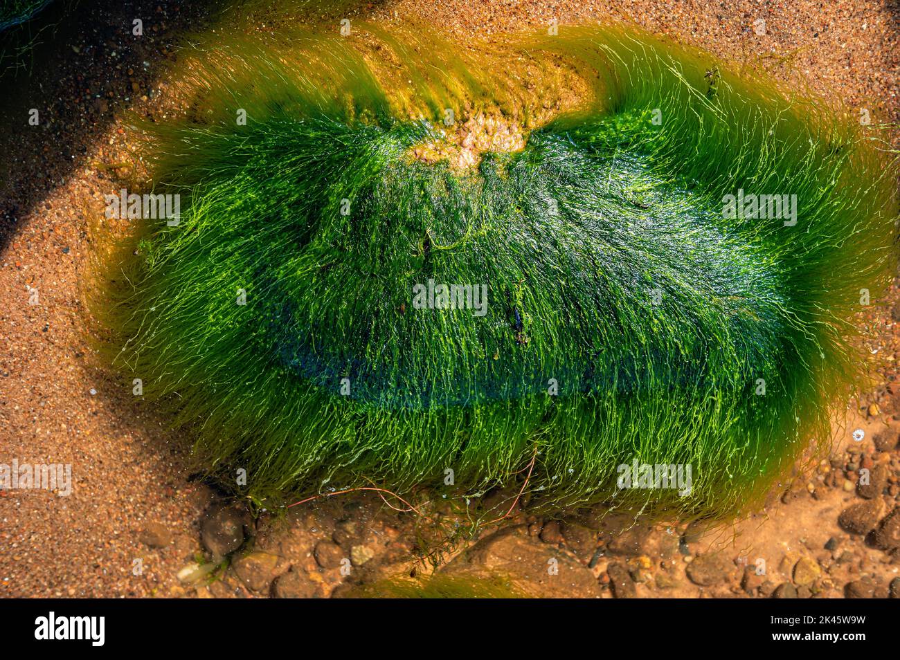 Green seaweed texture background hi-res stock photography and images ...