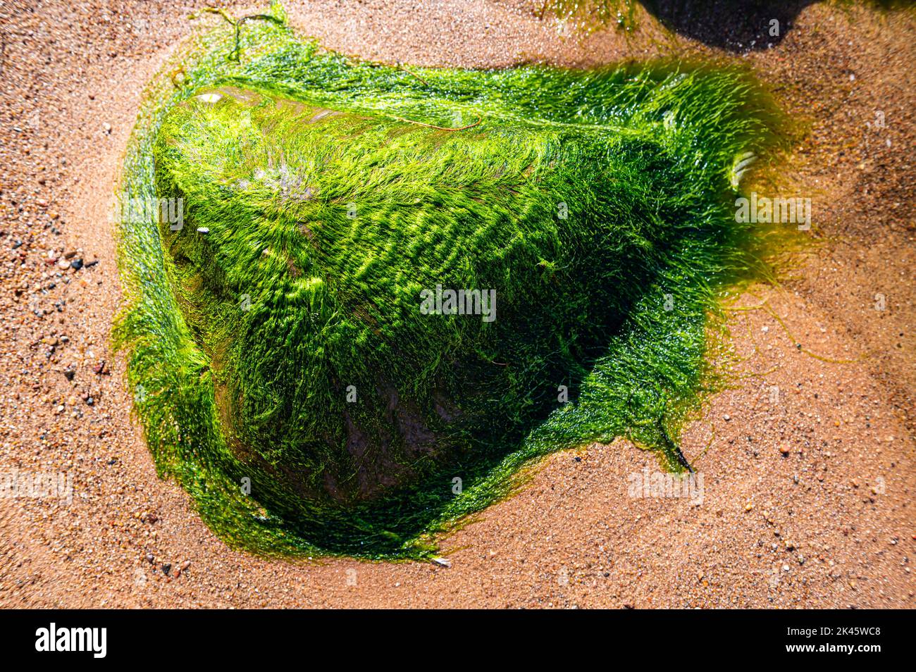 Green background of algae seaweed. The natural velvet texture of ...