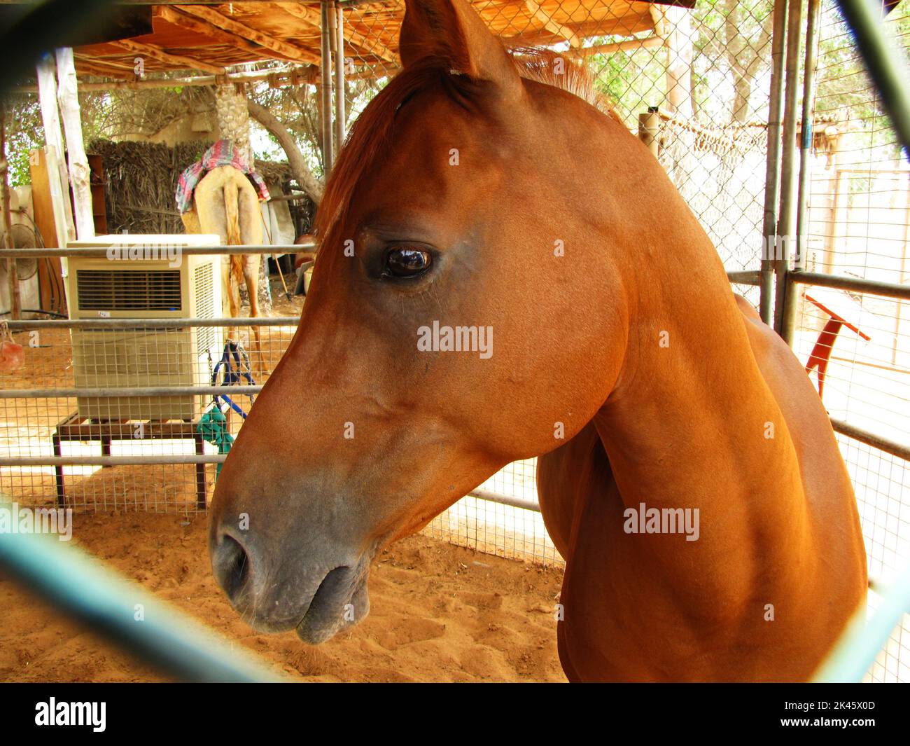 Horse face and eye from the Stable Stock Photo - Alamy
