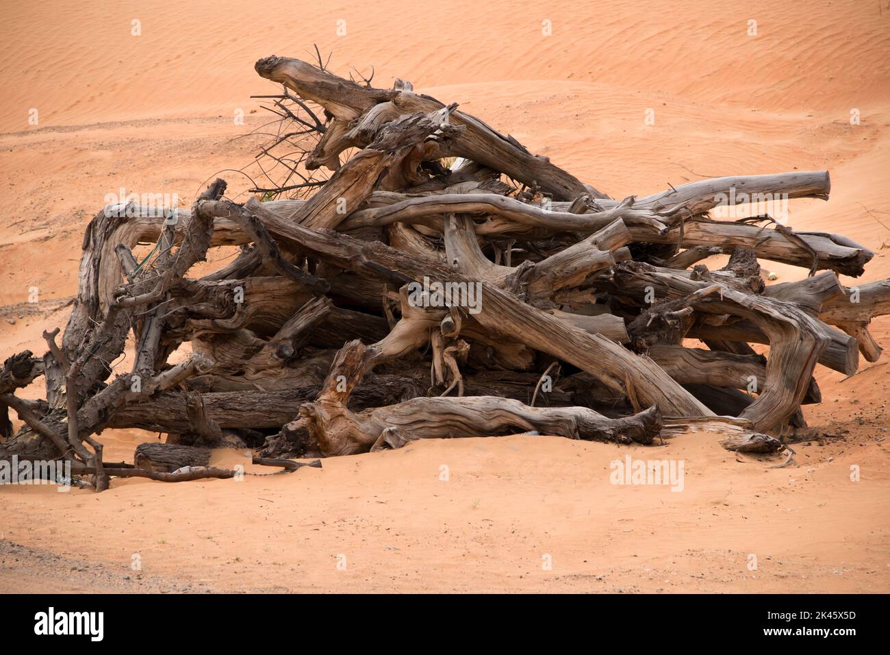 Dry branches of tree from the Desert Stock Photo - Alamy