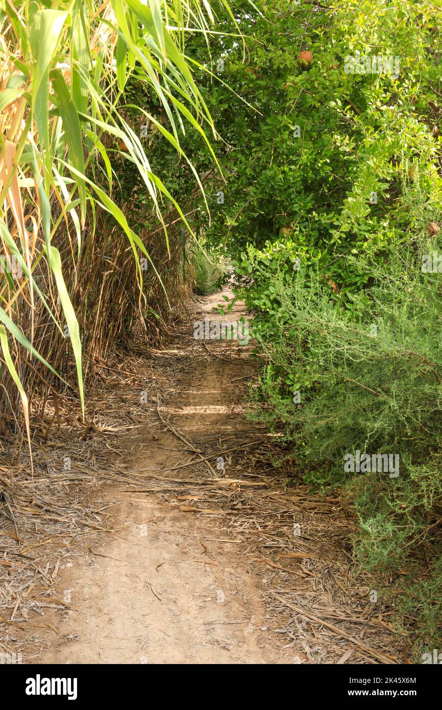 Path between reed fields through the mountains in Spain Stock Photo - Alamy