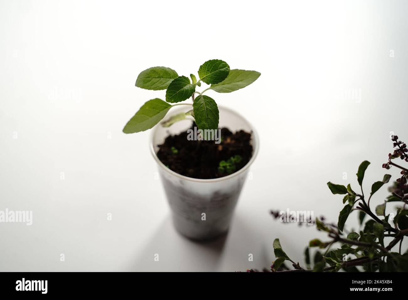 Tulsi plant hi-res stock photography and images - Alamy