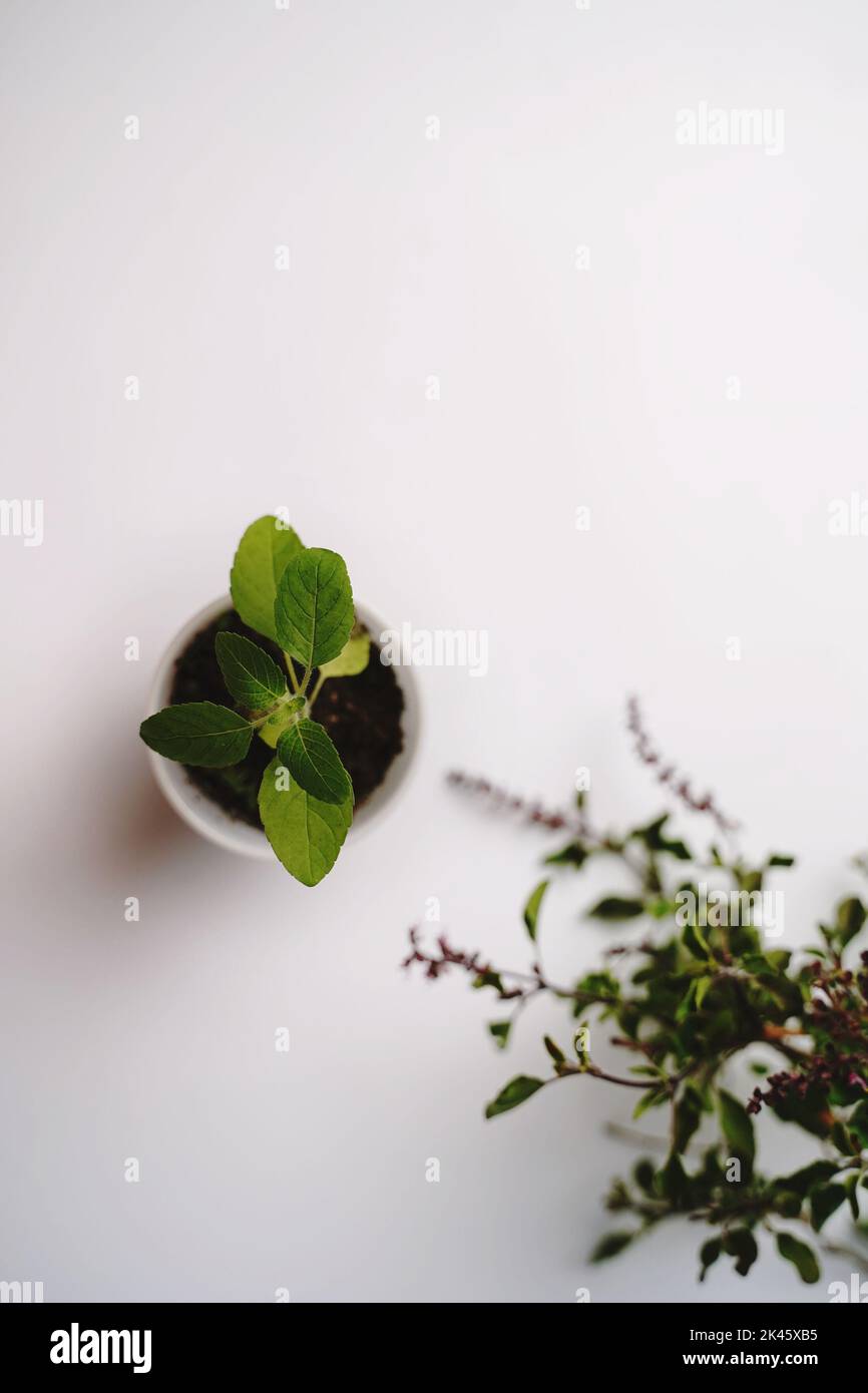 Tulsi plant hi-res stock photography and images - Alamy