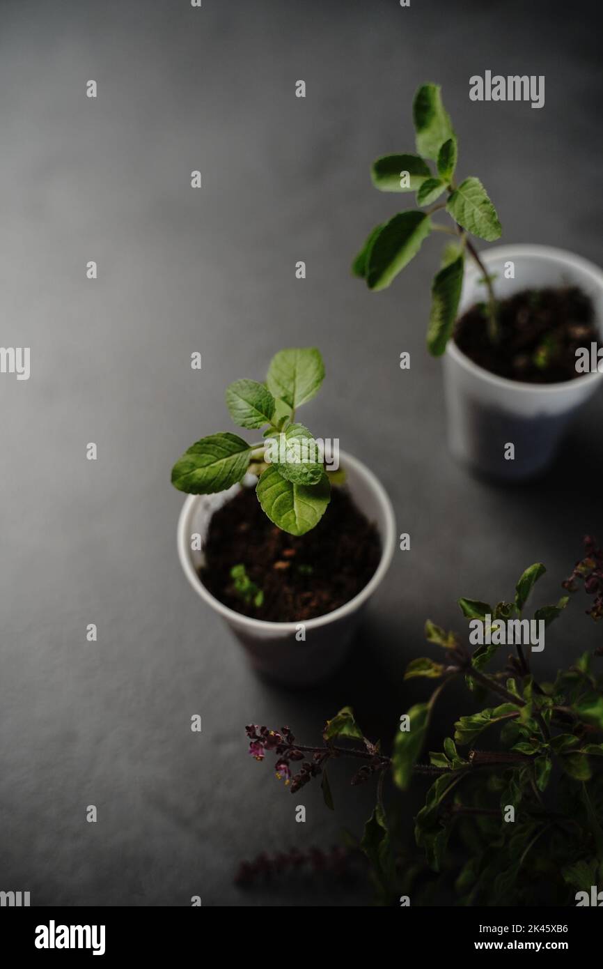 Tulsi hindu garden hi-res stock photography and images - Alamy