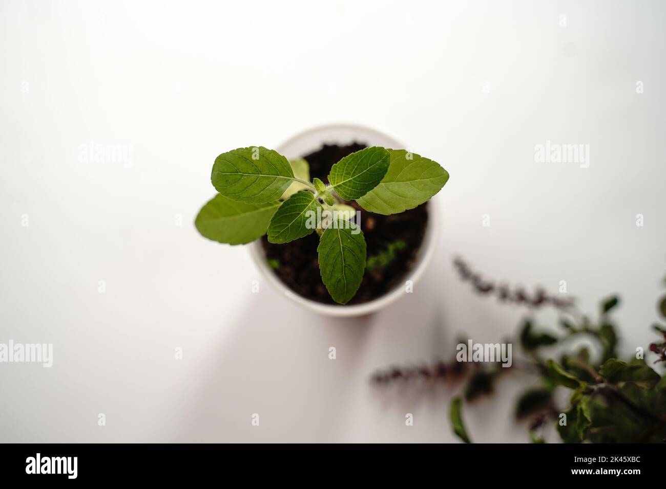 Tulsi hindu garden hi-res stock photography and images - Alamy