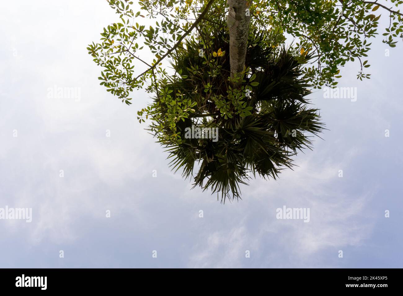 A palm tree stands tall in the blue sky. The blue sky of Bangladesh ...