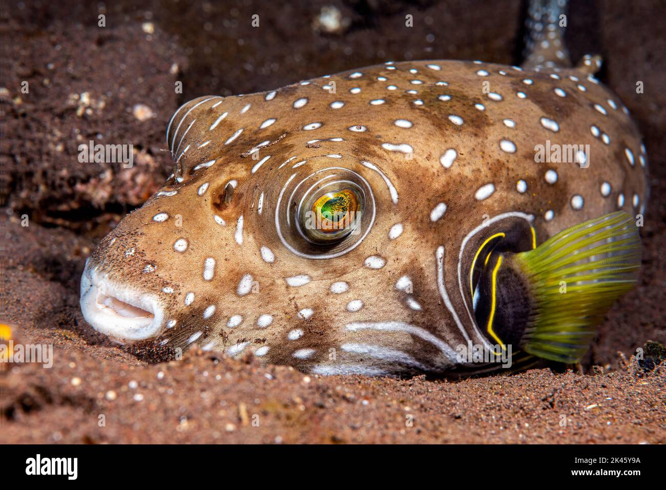 A white spotted pufferfish lies motionless on the bottom while sleeping ...