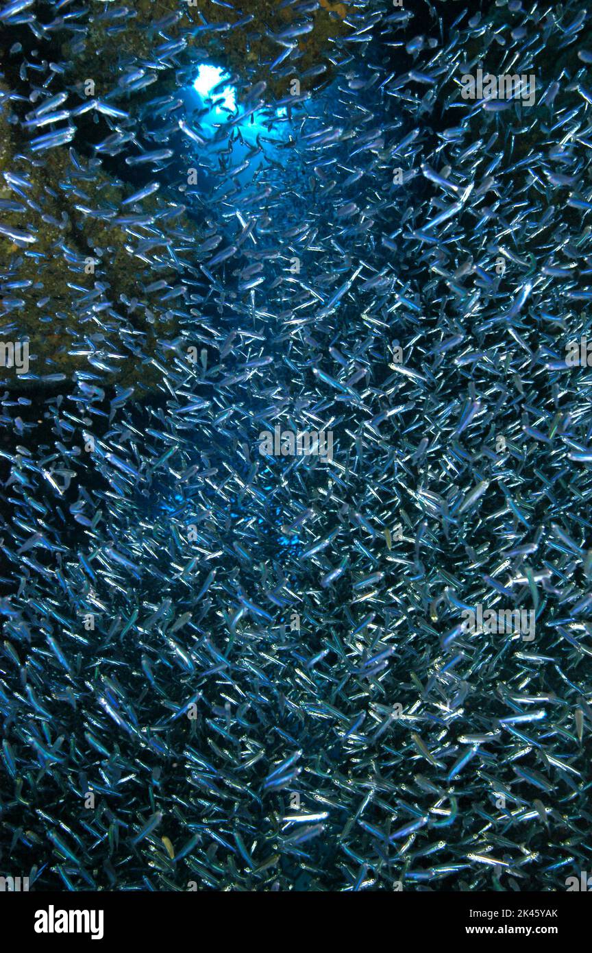 A large school of anchovies congregate in a cave to avoid being eaten ...