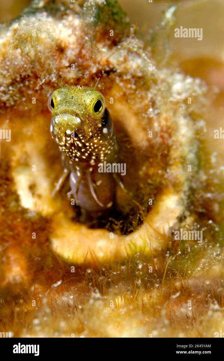 Caribbean marine life hi-res stock photography and images - Alamy