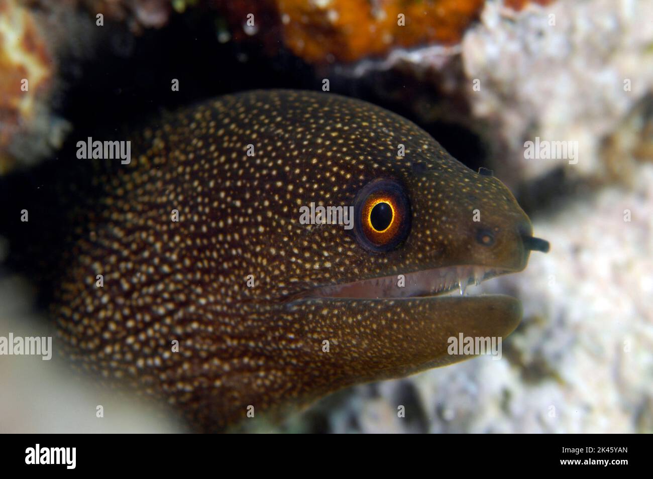 A goldentail moray eel in tropical Honduras curiously peers out of its ...