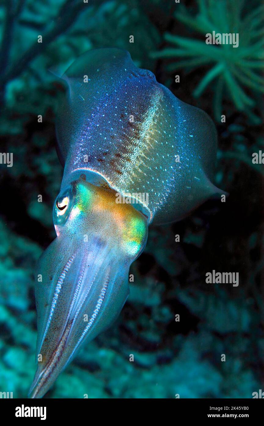 A Carbbean Reef Squid propels backwards along a reef in Roatan Honduras ...