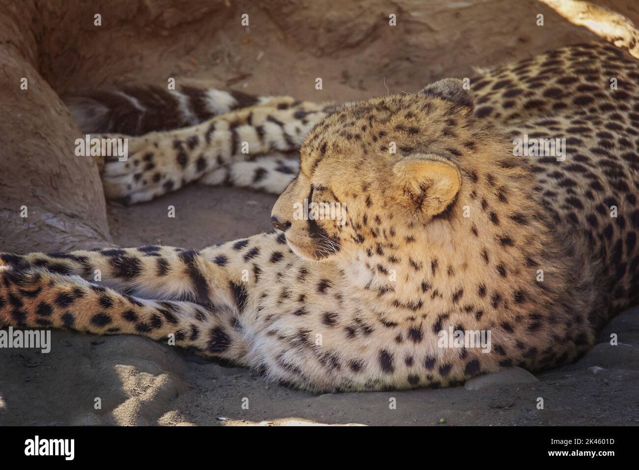 Tiktok cheetah hi-res stock photography and images - Alamy