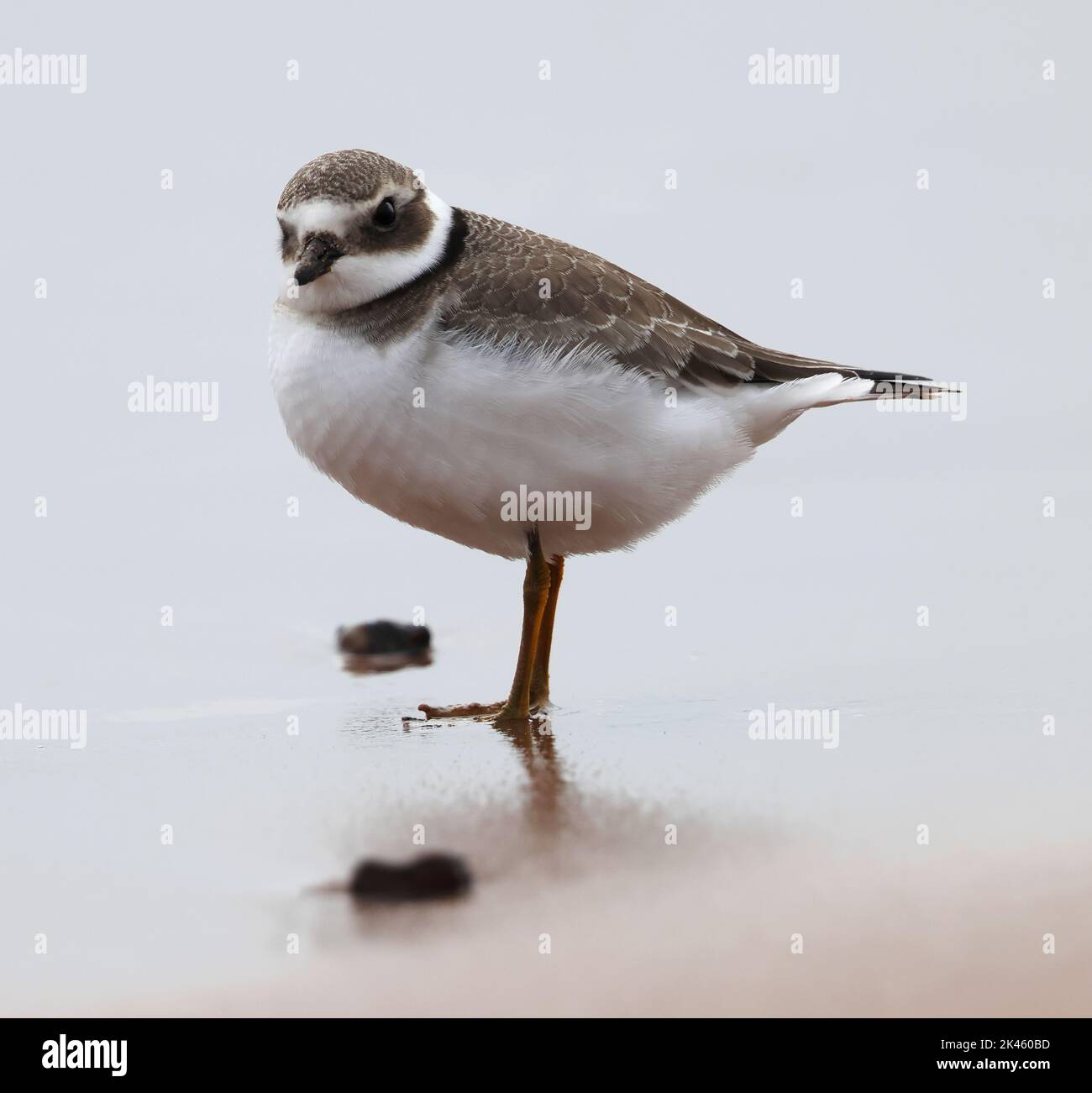 Ringed Plover on the beach at Dawlish Warren in Devon Stock Photo - Alamy