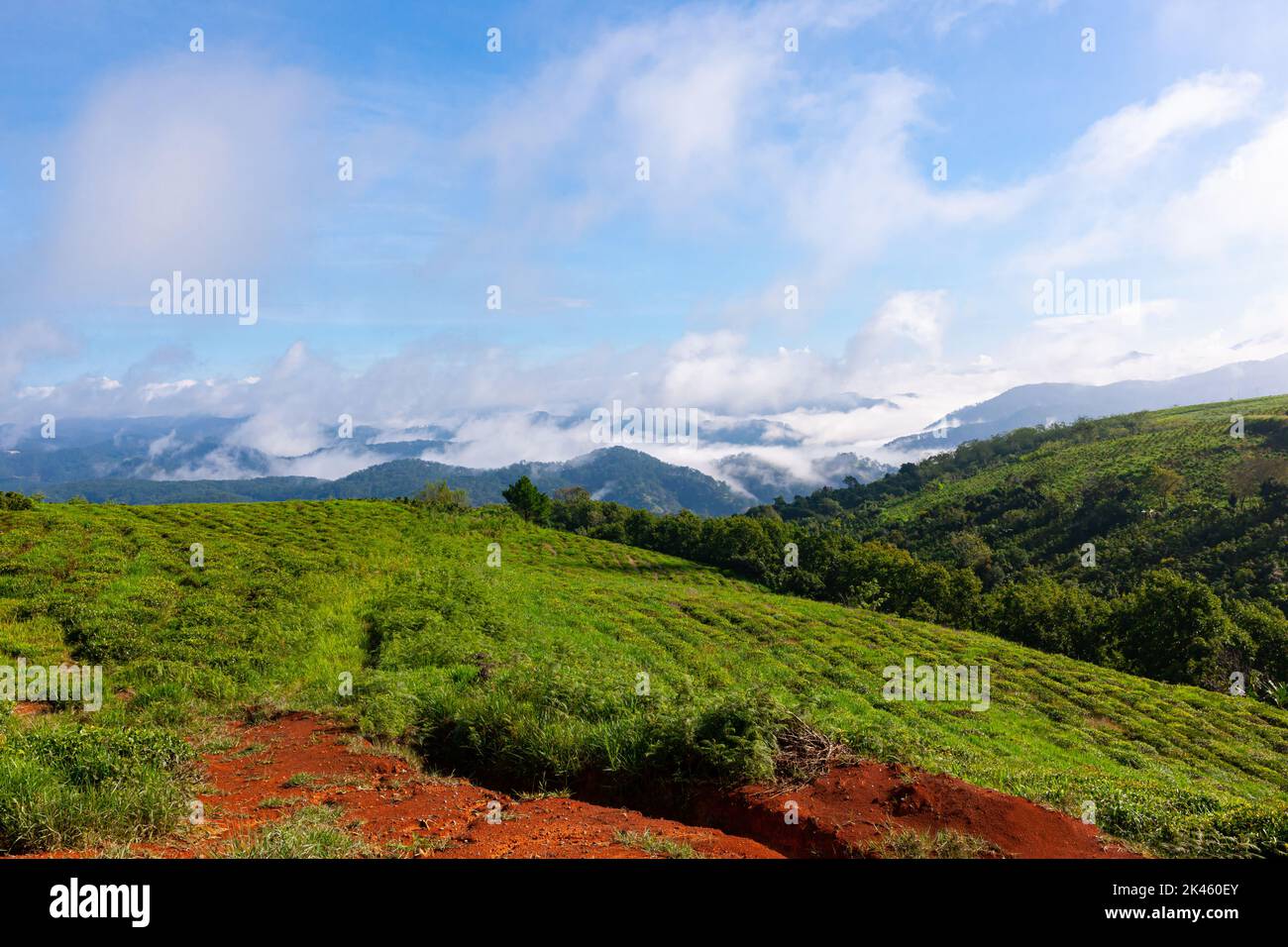 beautiful view of tea hill with sea of clouds and mountains in Da Lat ...