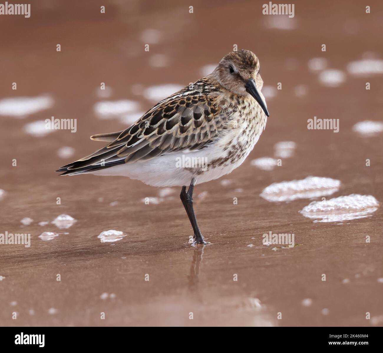 Dunlin on the beach at Dawlish Warren in Devon UK Stock Photo - Alamy