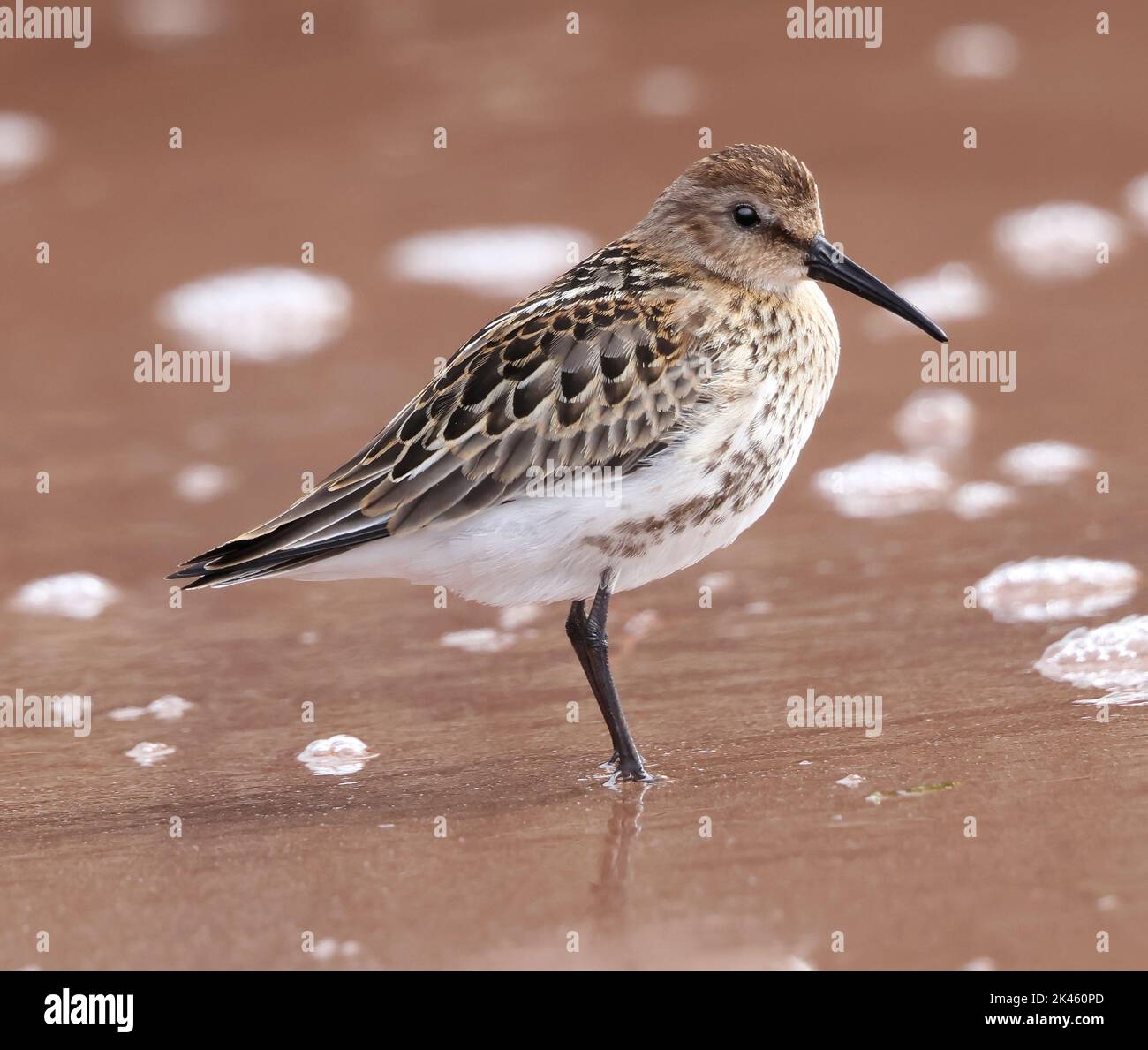 Dunlin on the beach at Dawlish Warren in Devon UK Stock Photo - Alamy