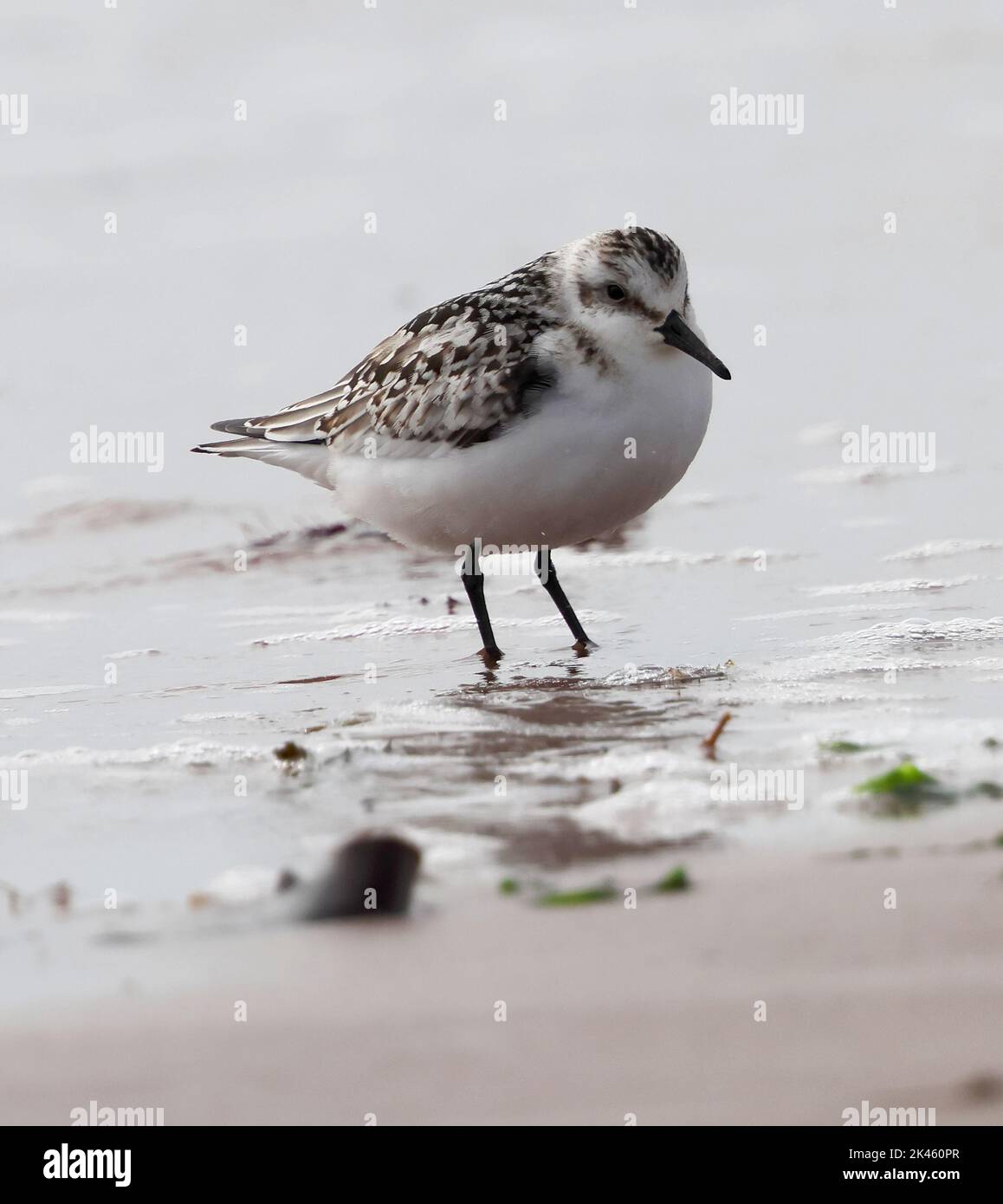 Sanderling on the beach at Dawlish Warren in Devon Stock Photo - Alamy