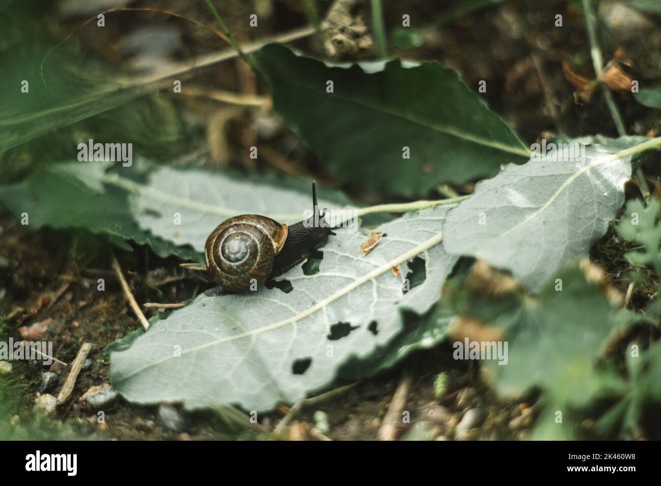 Slug eating leaves hi-res stock photography and images - Alamy