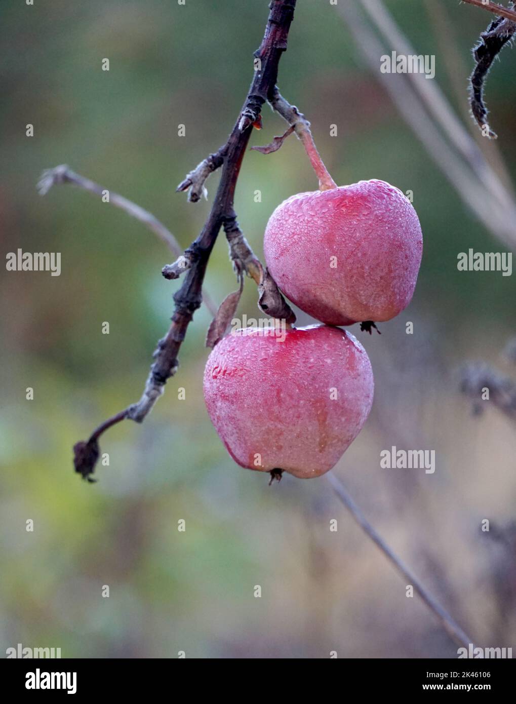 picture of a Ripe Apples in Orchard ready for harvesting,Morning shot ...