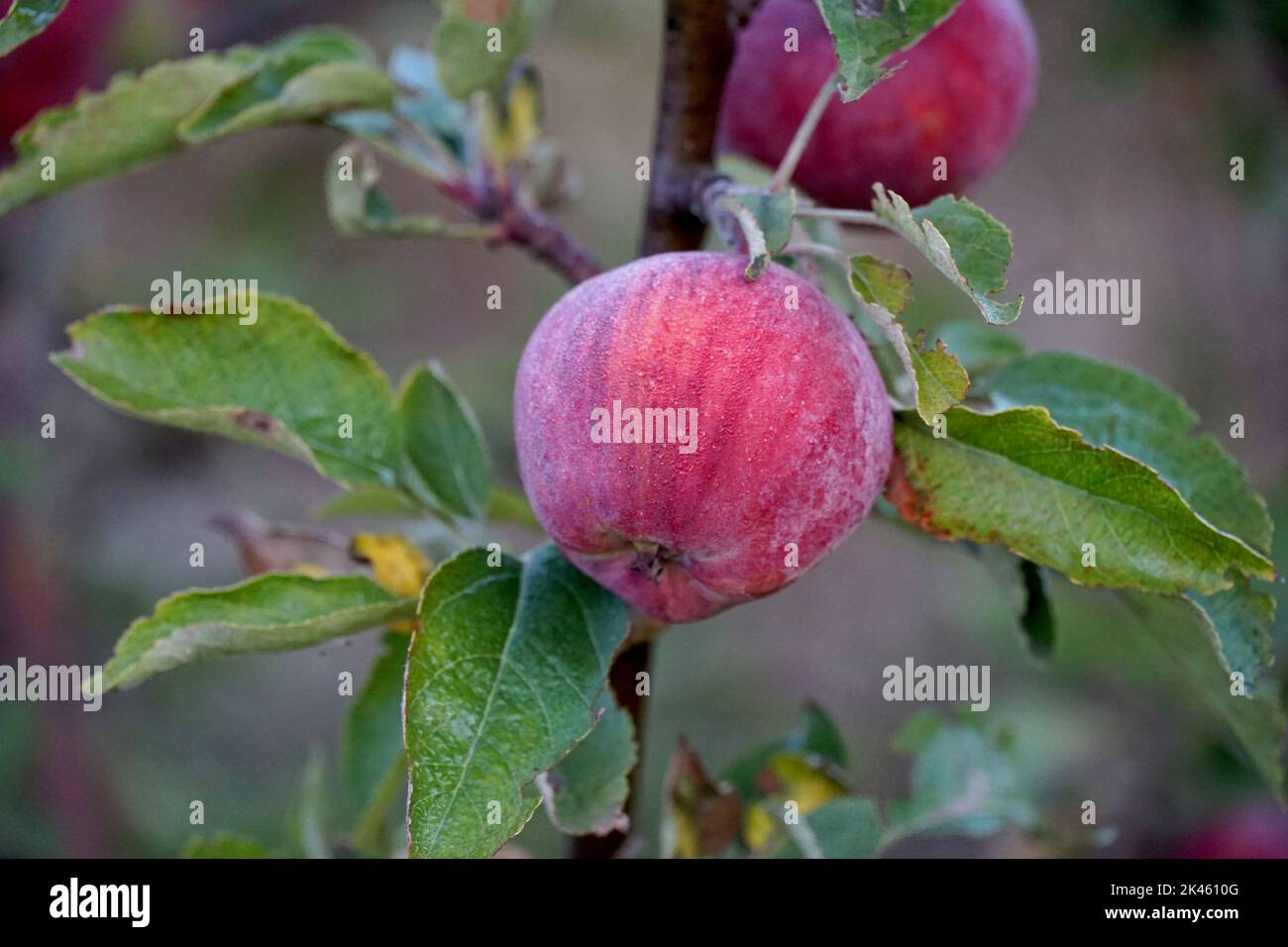 picture of a Ripe Apples in Orchard ready for harvesting,Morning shot ...