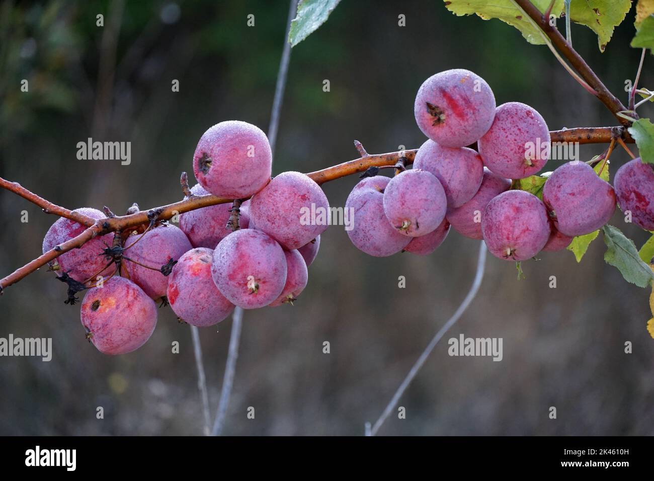 picture of a Ripe Apples in Orchard ready for harvesting,Morning shot ...
