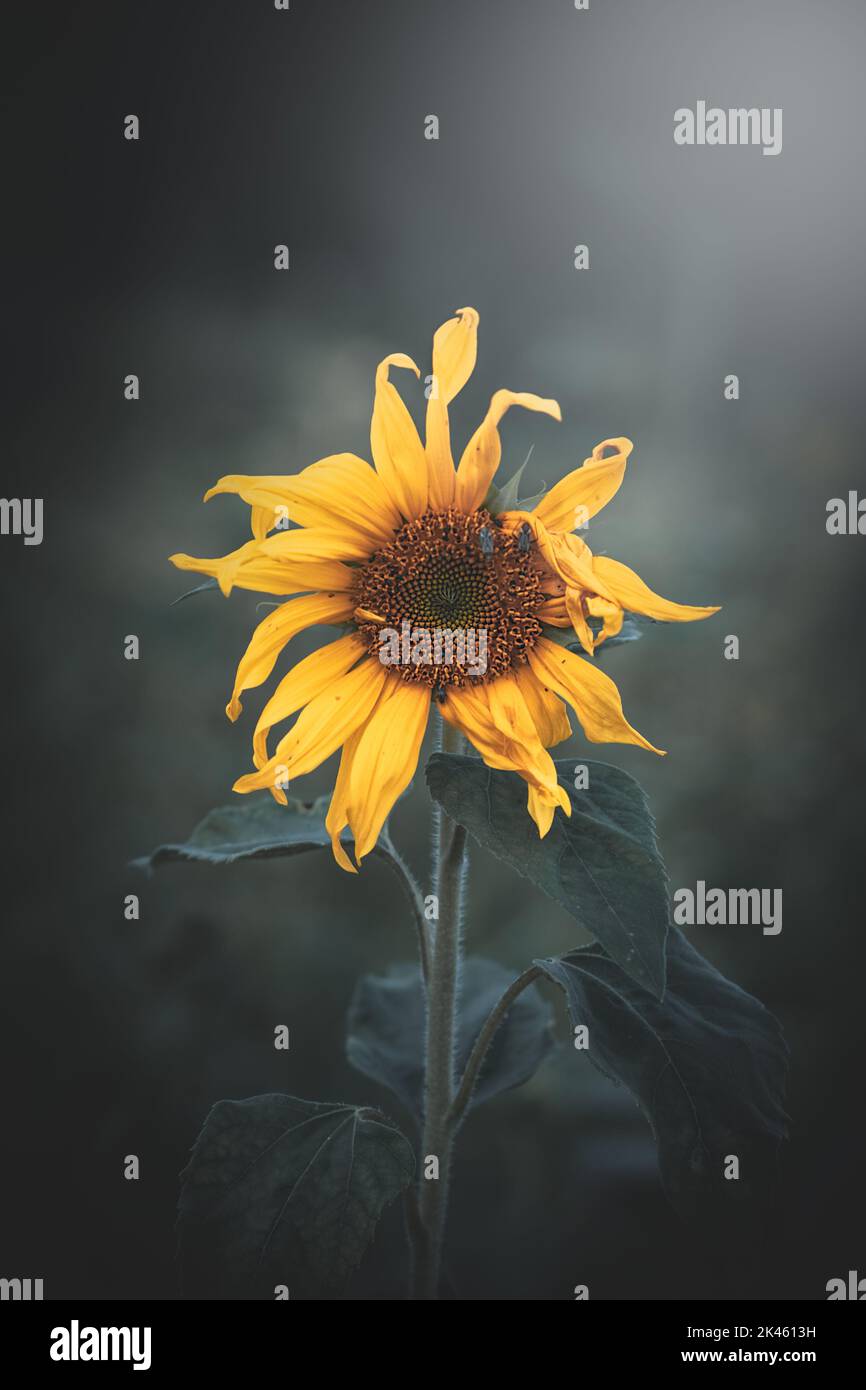 Close up fading dying hi-res stock photography and images - Alamy