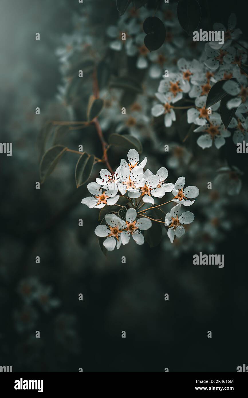 Pear blossoms with a moody green background Stock Photo - Alamy