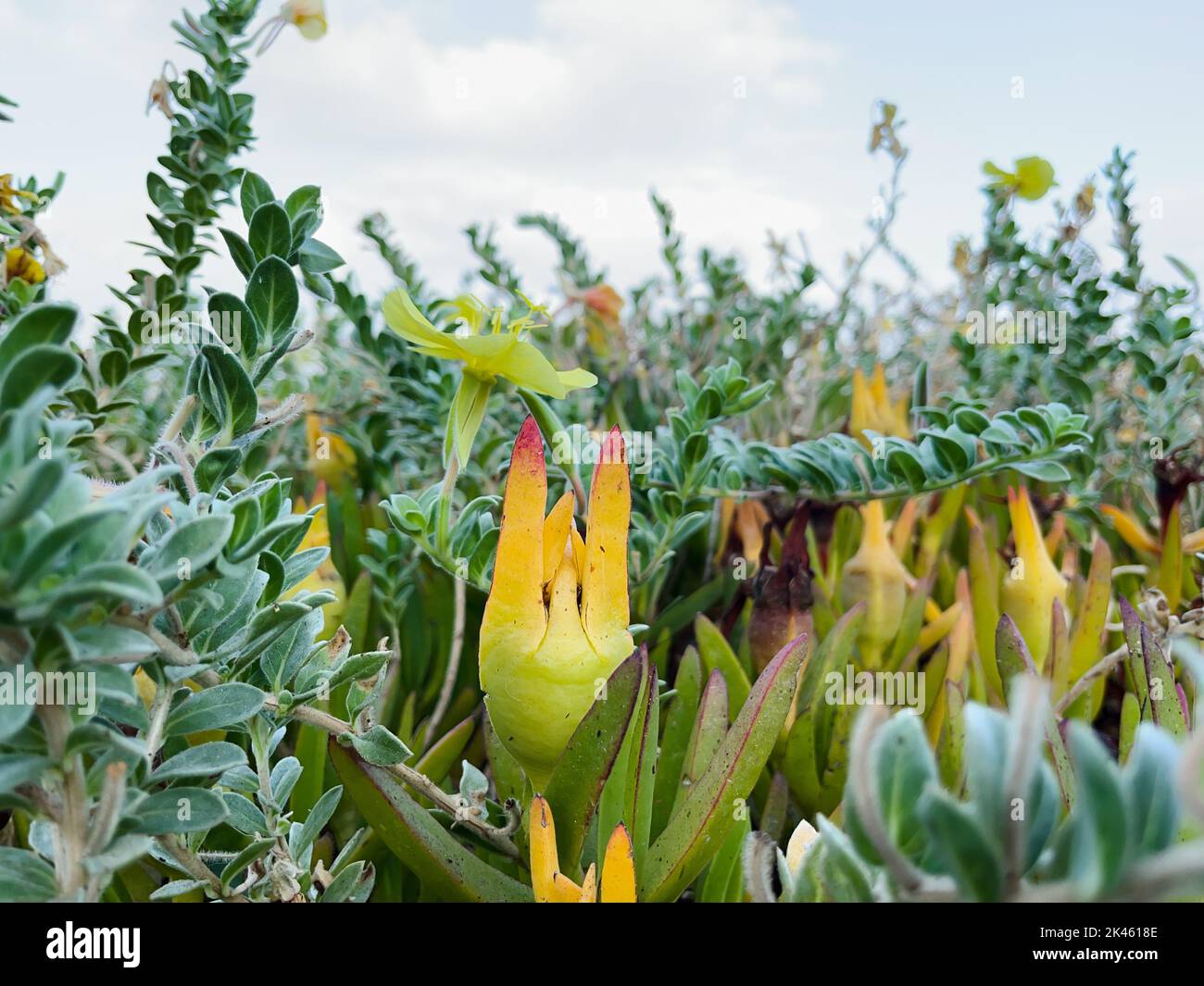Various ornamental plants in the open-air park. Against the background ...
