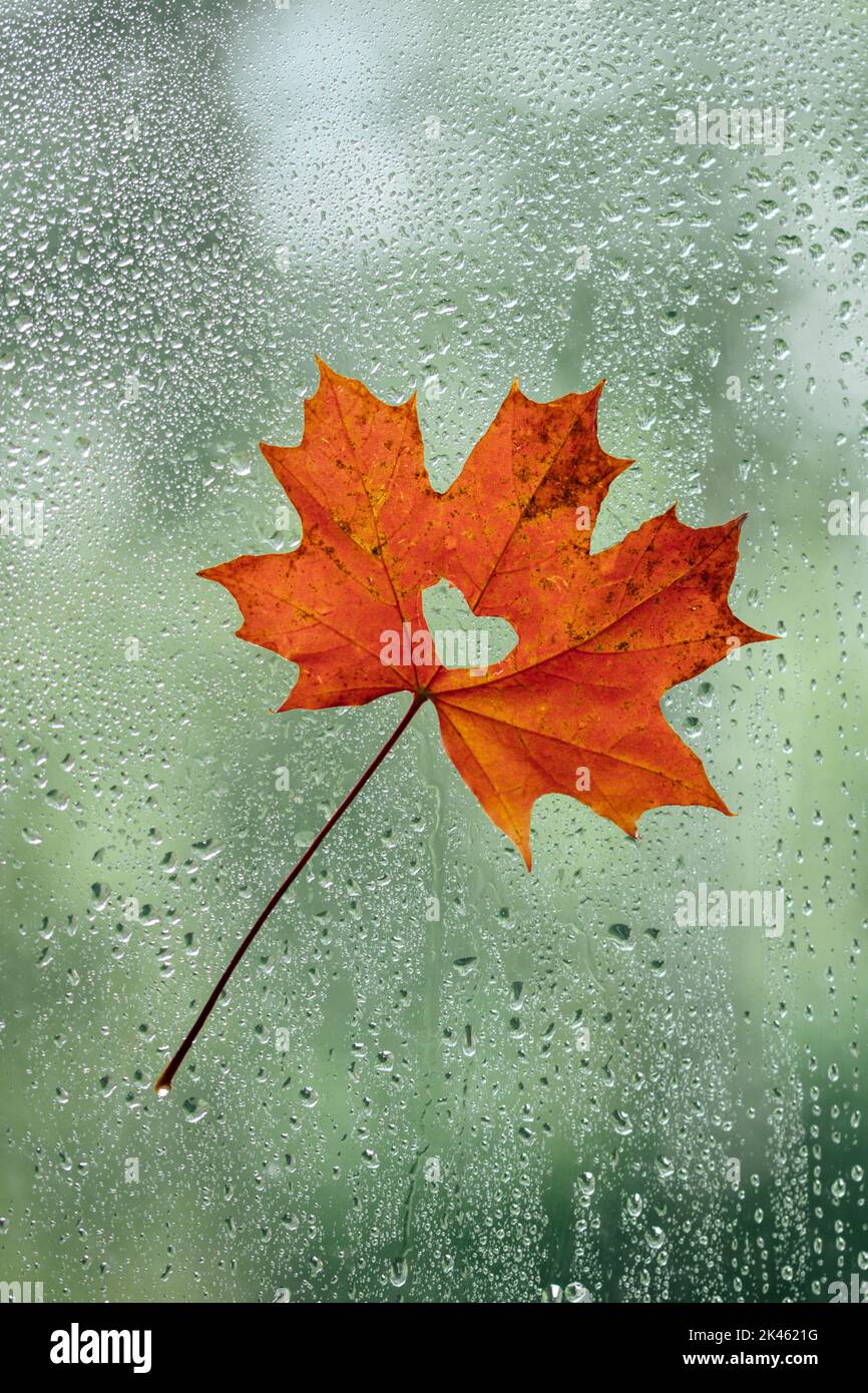 Maple glass leaf hi-res stock photography and images - Alamy