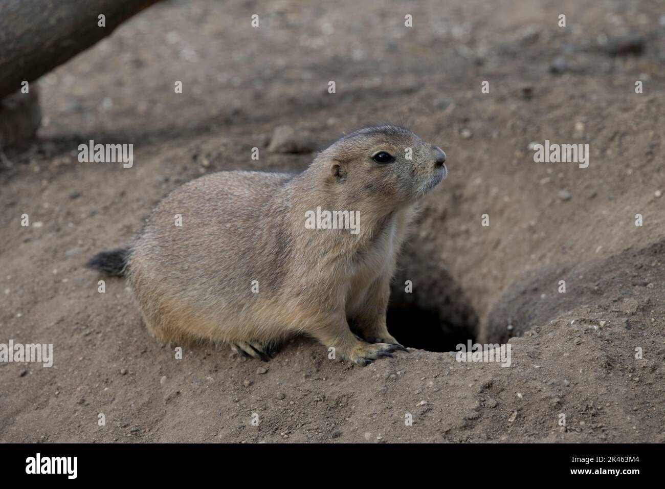 Black-tailed prarie dog Cynomys ludovicianus outside burrow at All ...