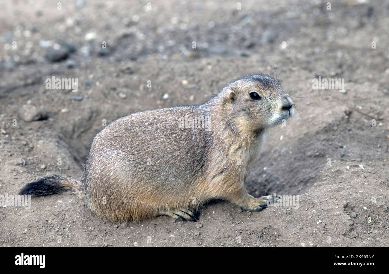 Black-tailed prarie dog Cynomys ludovicianus outside burrow at All ...