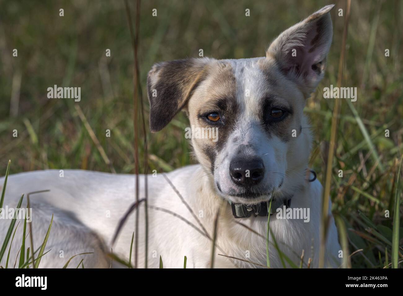 Dog in field looking at camera Stock Photo - Alamy