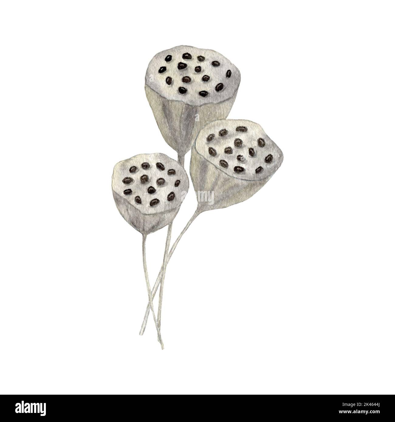 Lotus seeds. Watercolor Illustration With A Dry Lotus Seed Head. Water ...