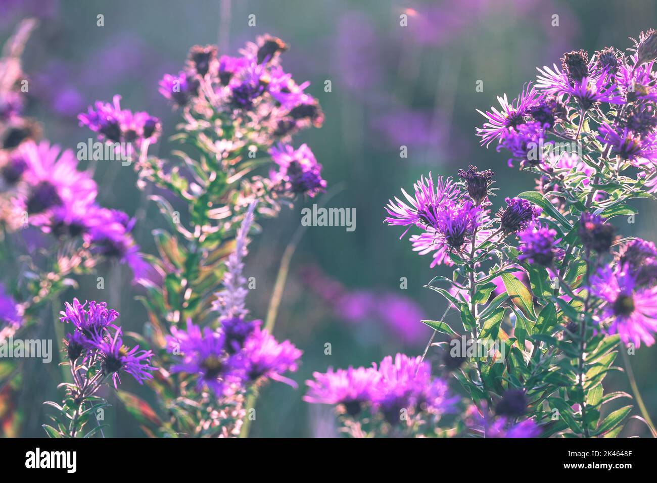 Astra banner hi-res stock photography and images - Alamy