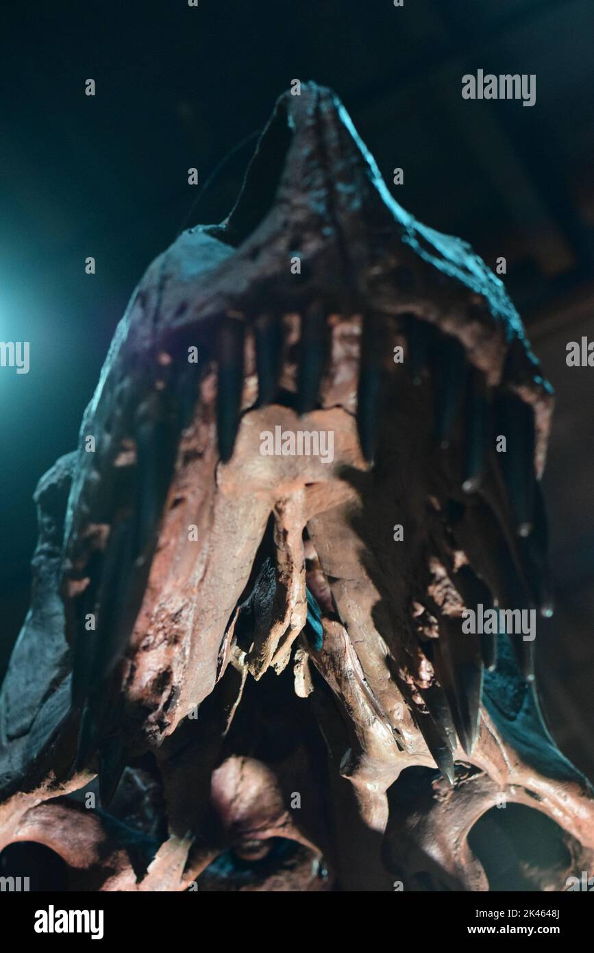 T rex head hi-res stock photography and images - Alamy