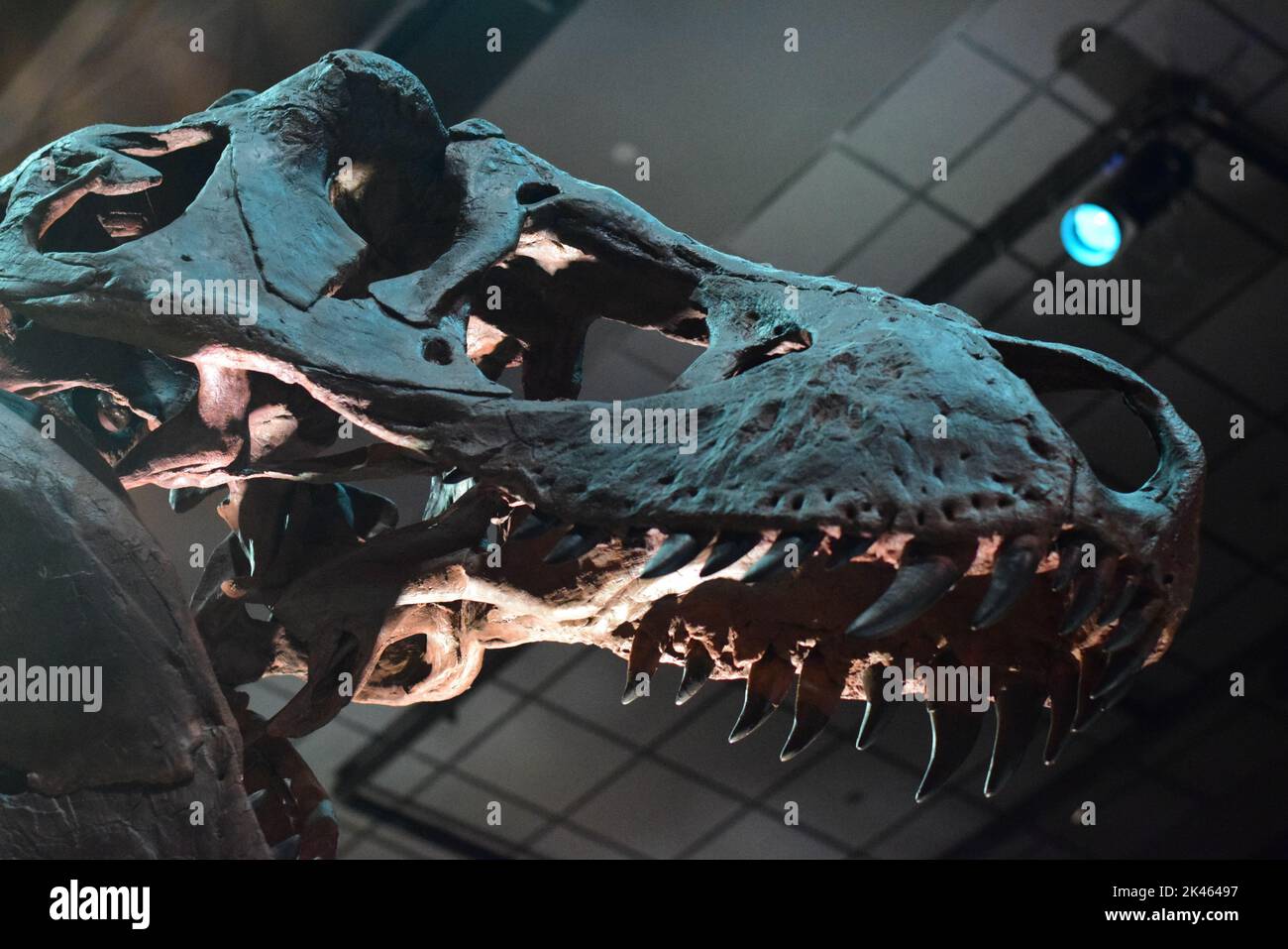 T-Rex head, mouth and teeth Stock Photo - Alamy